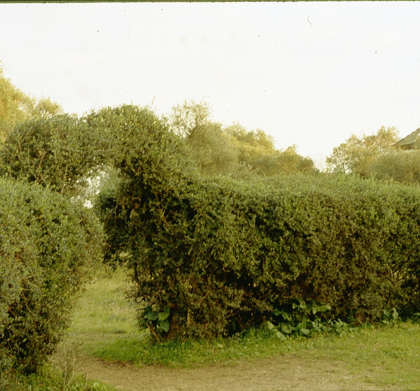 LOS SETOS SELECCIÓN,PLANTACION Y MANTENIMIENTO – Jardines sin fronteras