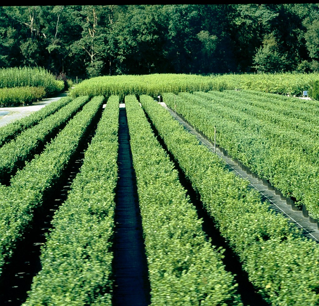 LOS SETOS SELECCIÓN,PLANTACION Y MANTENIMIENTO – Jardines sin fronteras