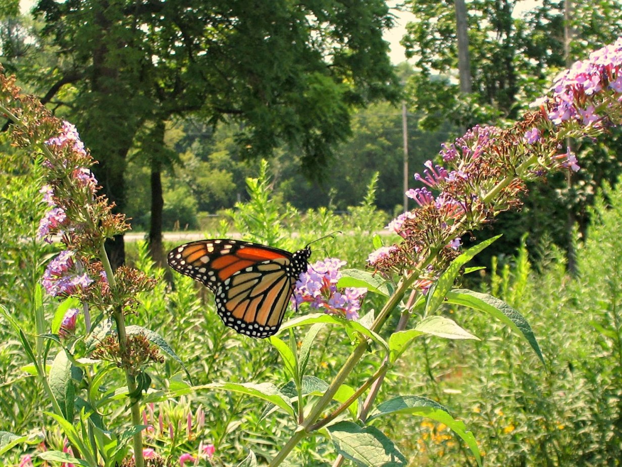 COMO CREAR UN JARDIN DE MARIPOSAS DOMESTICO – Jardines sin fronteras