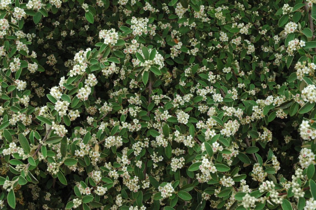 EL JARDIN DE LAS ROSACEAS – Jardines sin fronteras