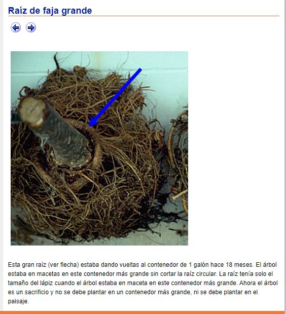 COMPORTAMIENTO DE LAS RAICES EN EL ARBOLADO URBANO – Jardines sin fronteras