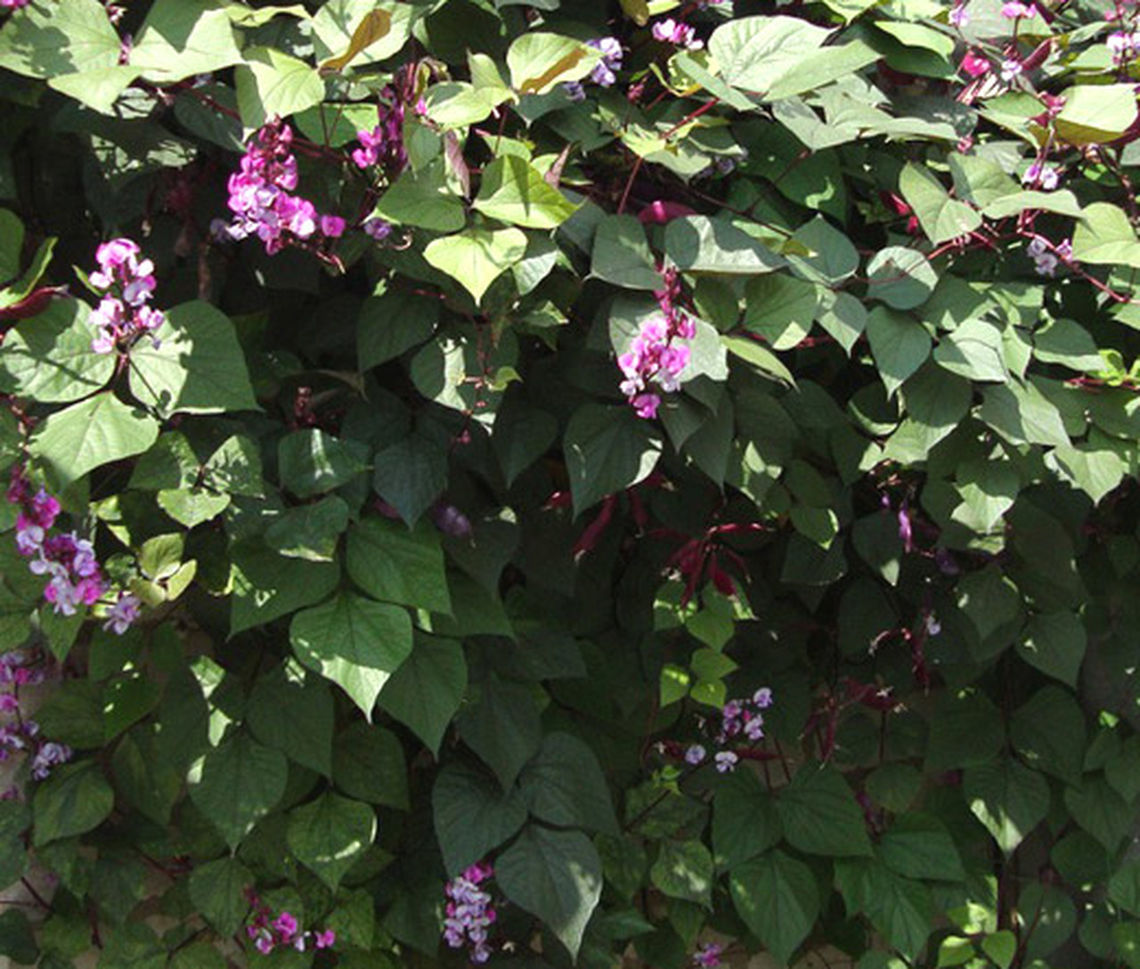 Lablab_Purpureus_ – Jardines sin fronteras