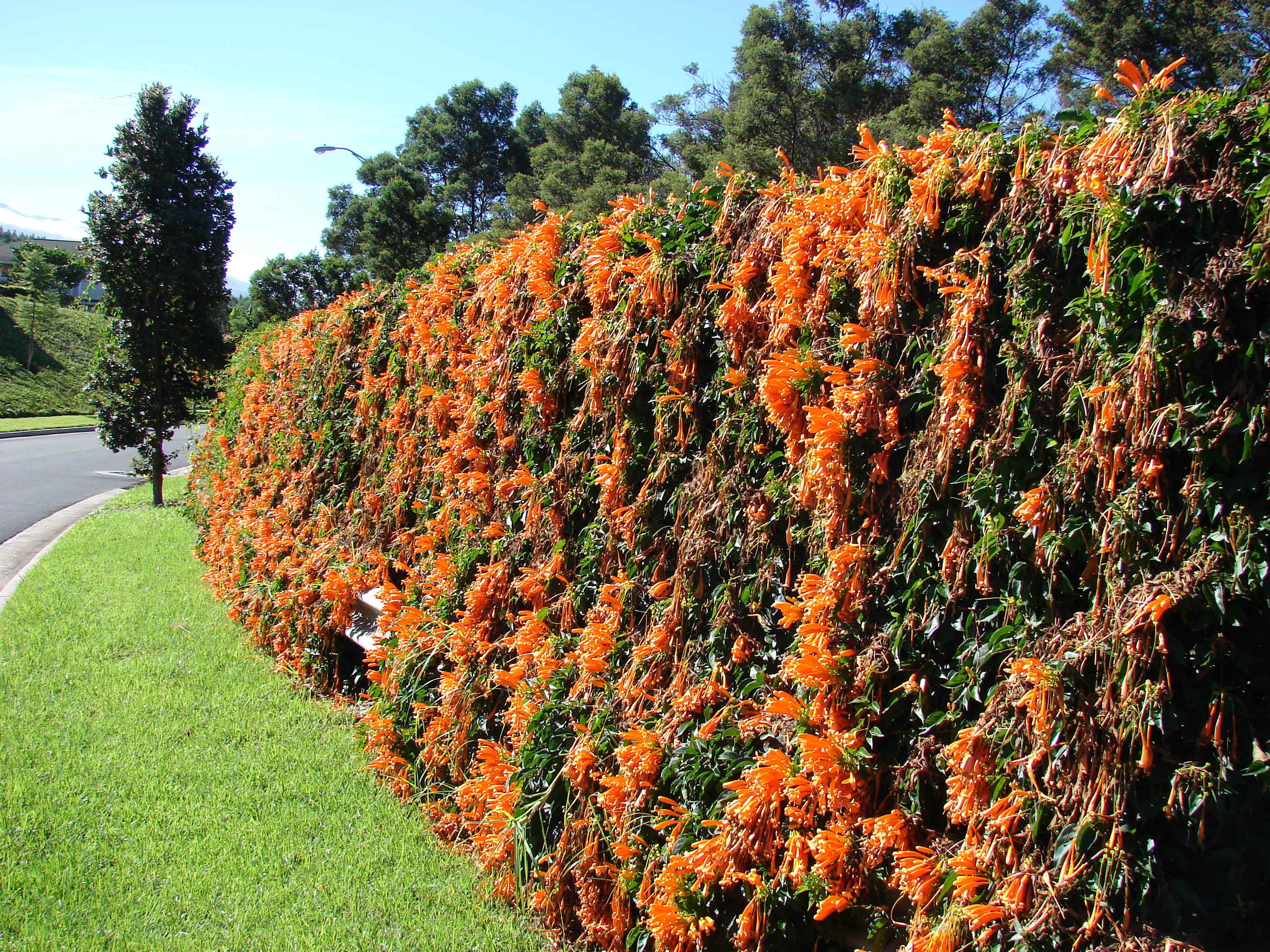 PYROSTEGIA VENUSTA – Jardines sin fronteras