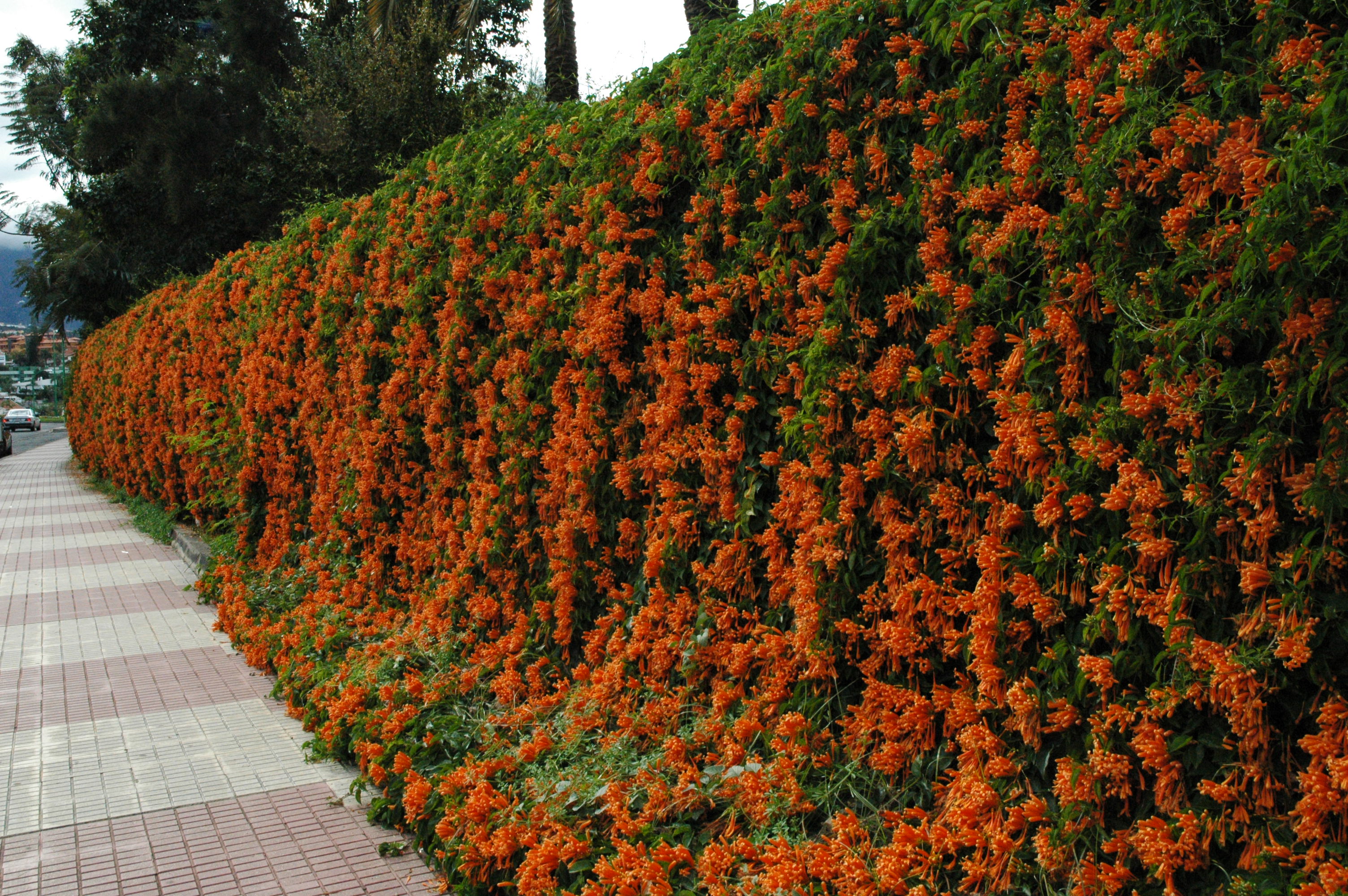 PYROSTEGIA VENUSTA – Jardines sin fronteras
