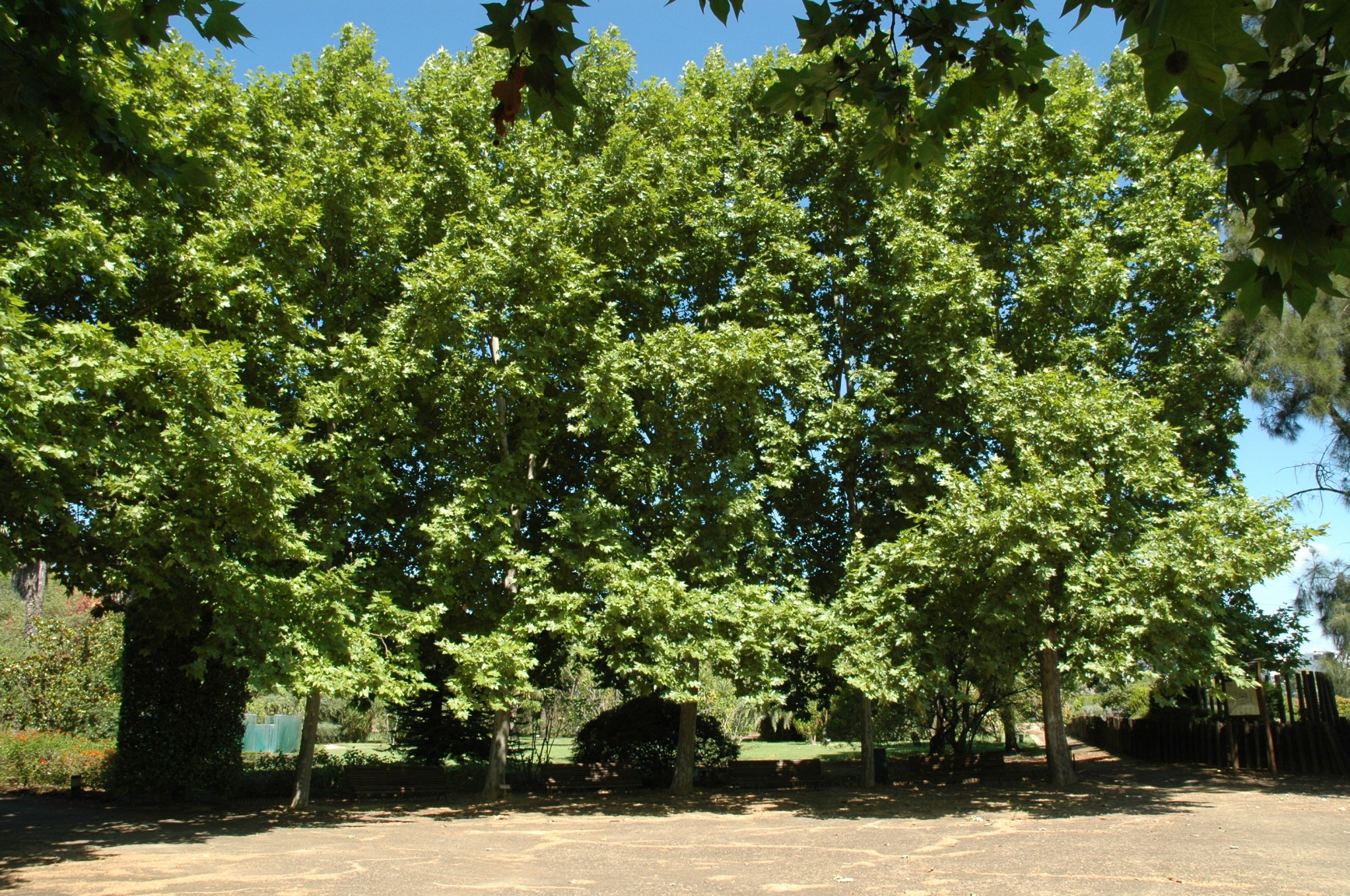 ARBORETO EL CARAMBOLO .-JUNIO 2020 – Jardines sin fronteras