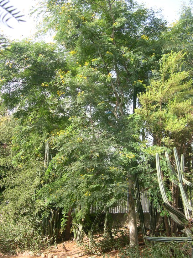 LIBIDIBIA FÉRREA o CAESALPINIA FERREA EN SEVILLA – Jardines sin fronteras