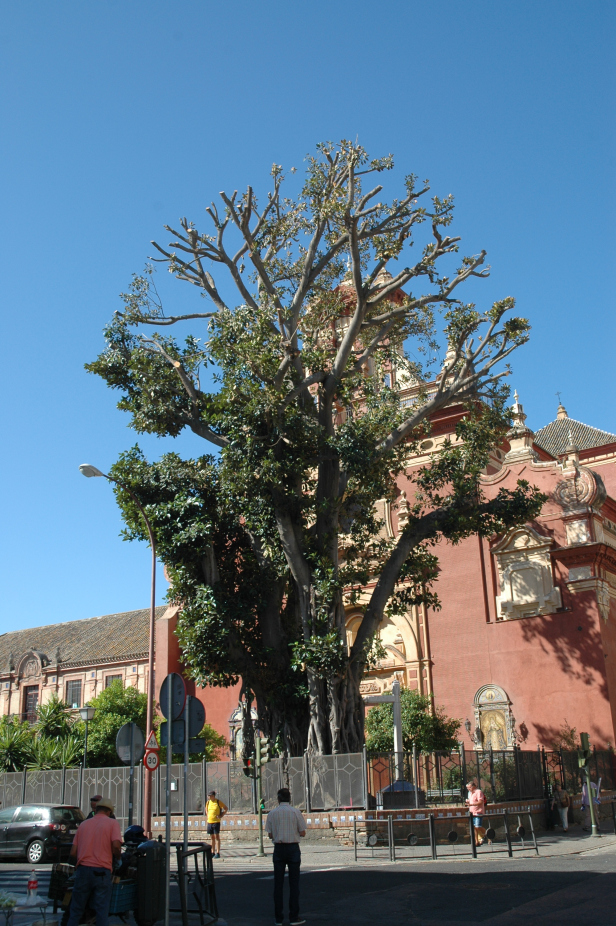 LA HISTORIA DE UN FICUS CENTENARIO EN TRIANA – Jardines sin fronteras