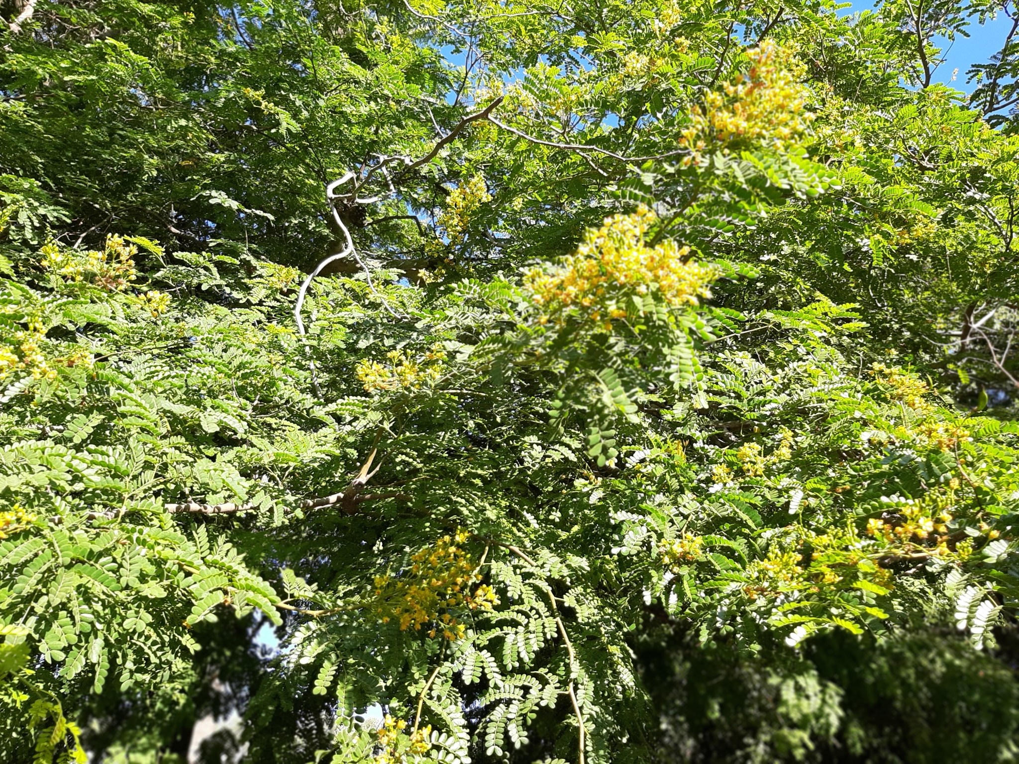 LIBIDIBIA FÉRREA o CAESALPINIA FERREA EN SEVILLA – Jardines sin fronteras