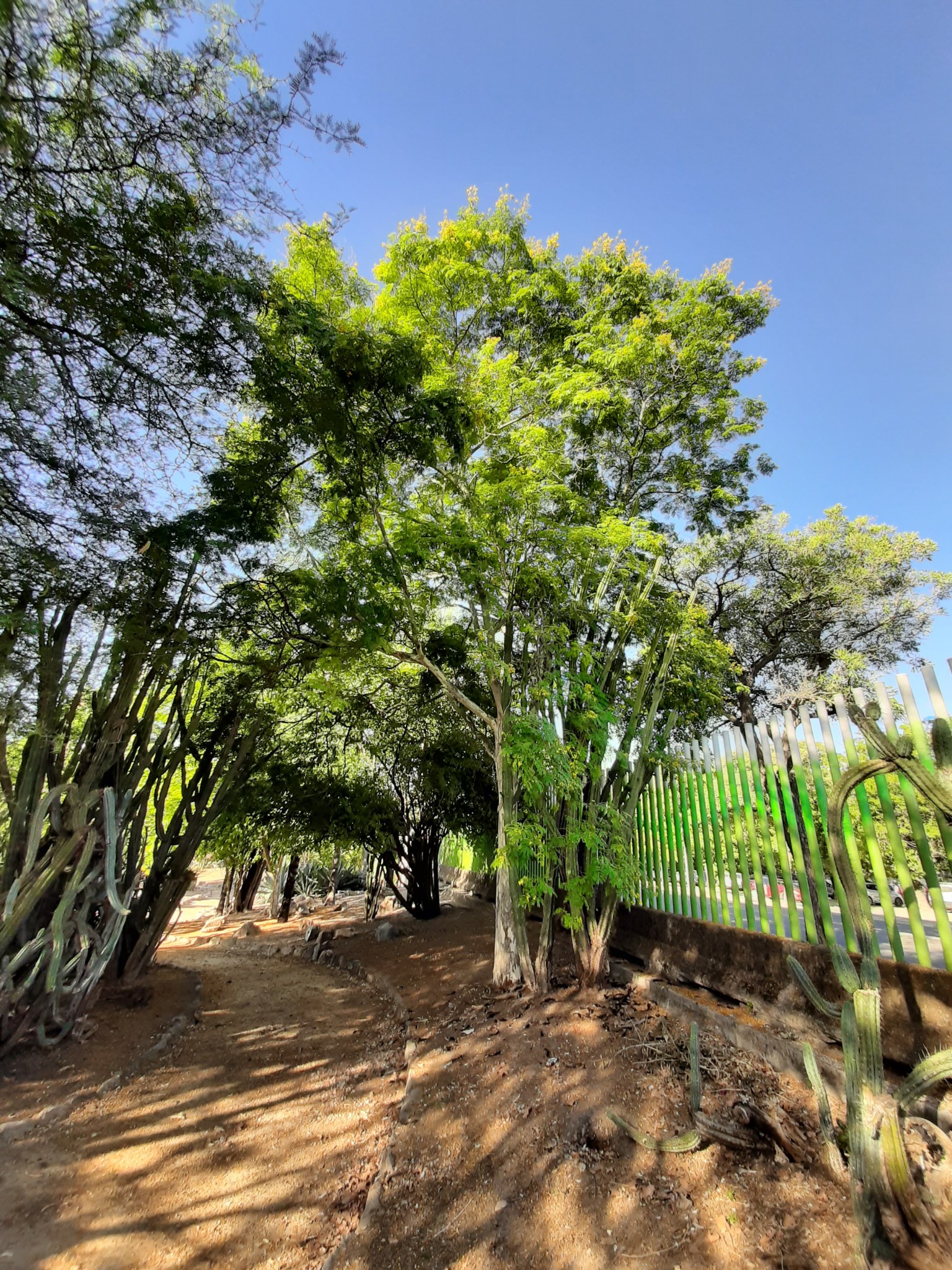 LIBIDIBIA FÉRREA o CAESALPINIA FERREA EN SEVILLA – Jardines sin fronteras