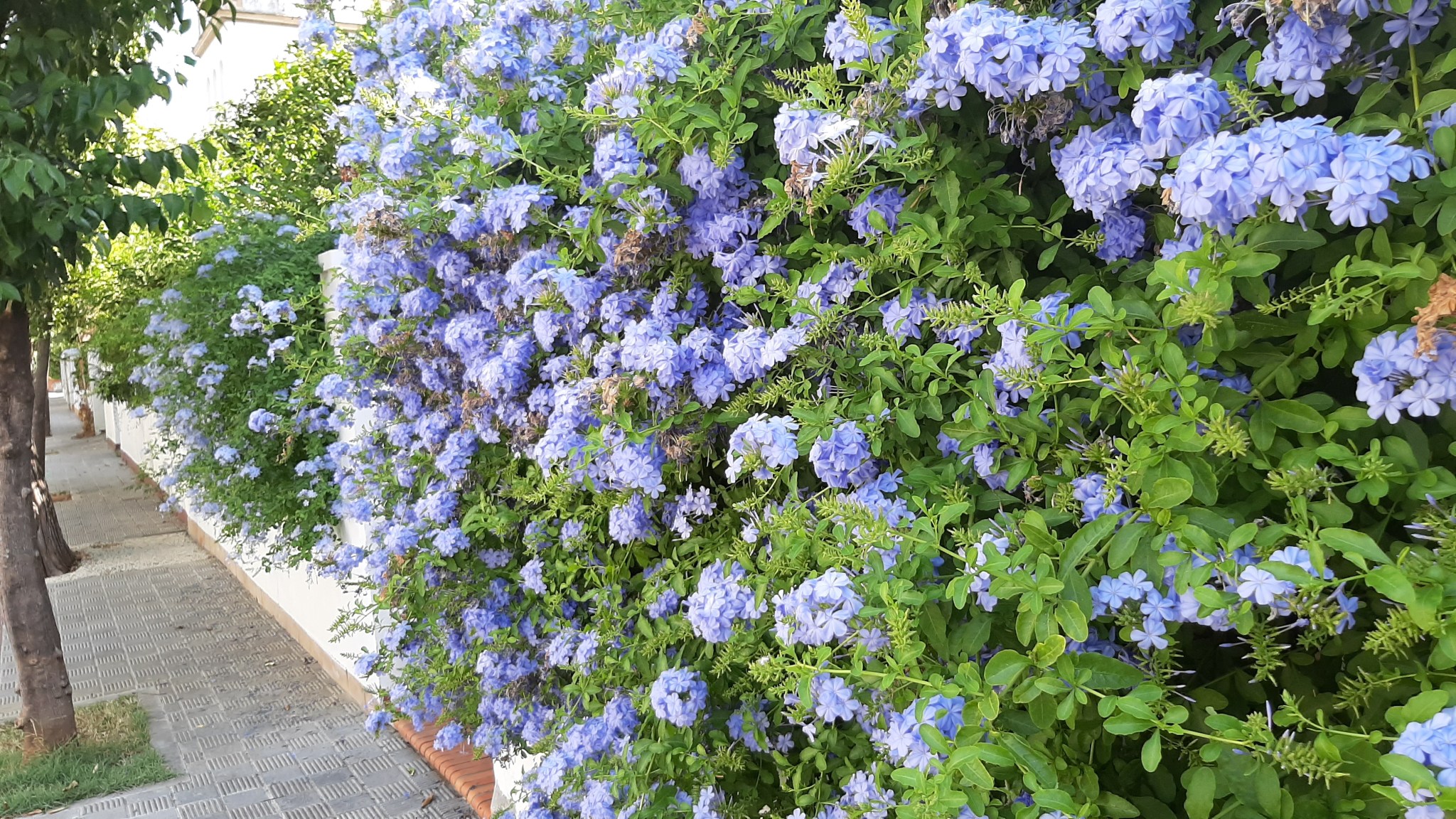 PLUMBAGO AURICULATA = PLUMBAGO CAPENSIS – Jardines sin fronteras