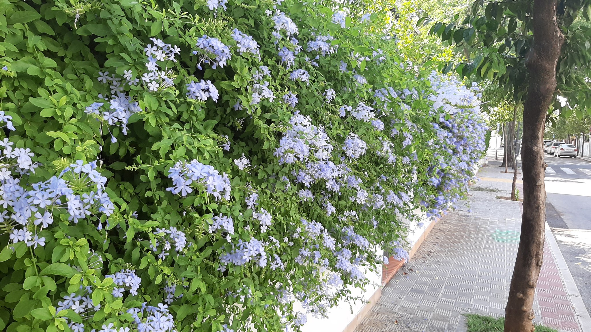 PLUMBAGO AURICULATA = PLUMBAGO CAPENSIS – Jardines sin fronteras