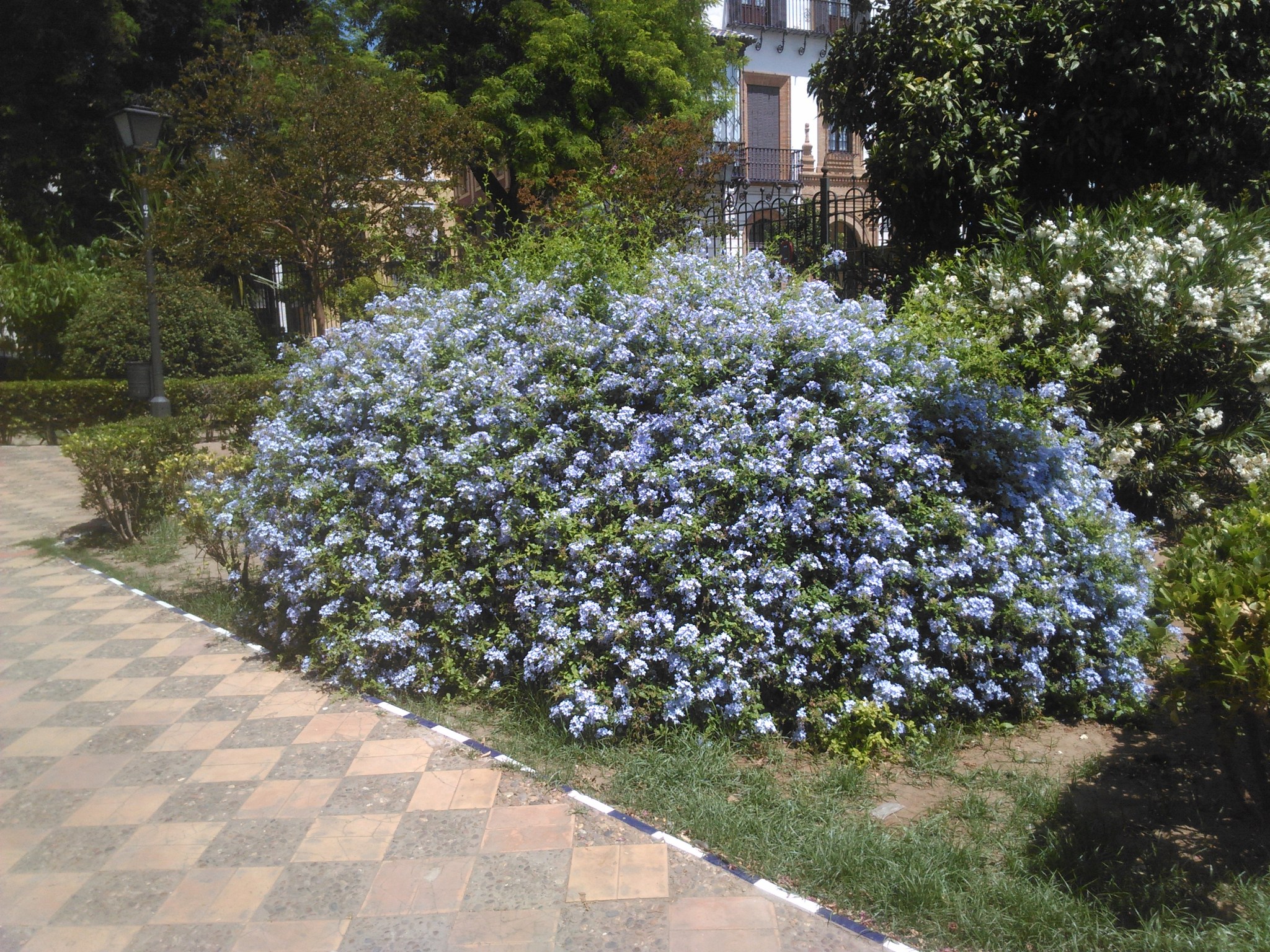 PLUMBAGO AURICULATA = PLUMBAGO CAPENSIS – Jardines sin fronteras