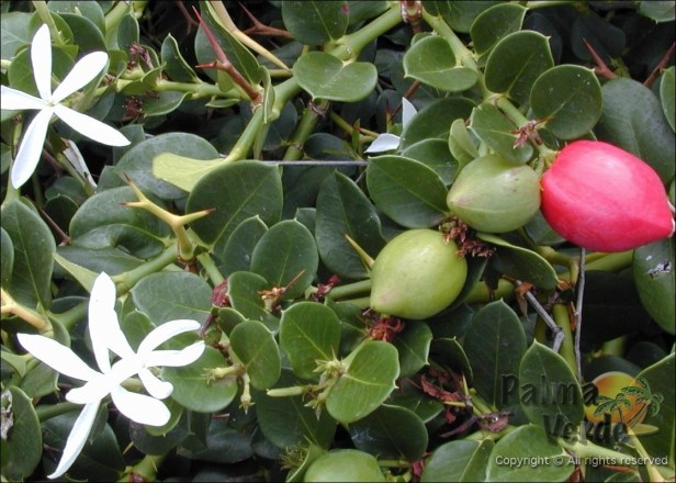 EL MUNDO DE LAS CARISSA – Jardines sin fronteras