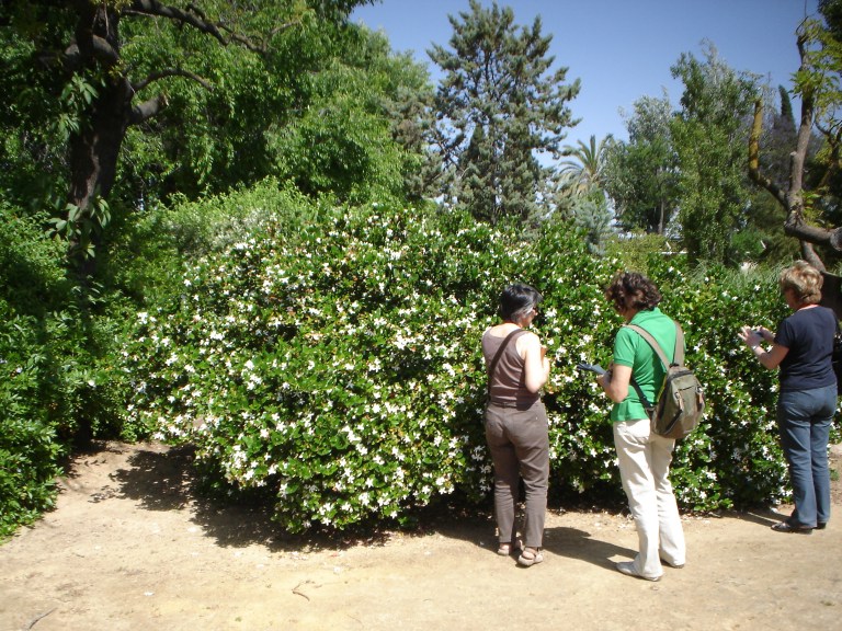 EL MUNDO DE LAS CARISSA – Jardines sin fronteras