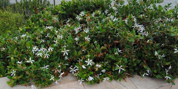 EL MUNDO DE LAS CARISSA – Jardines sin fronteras