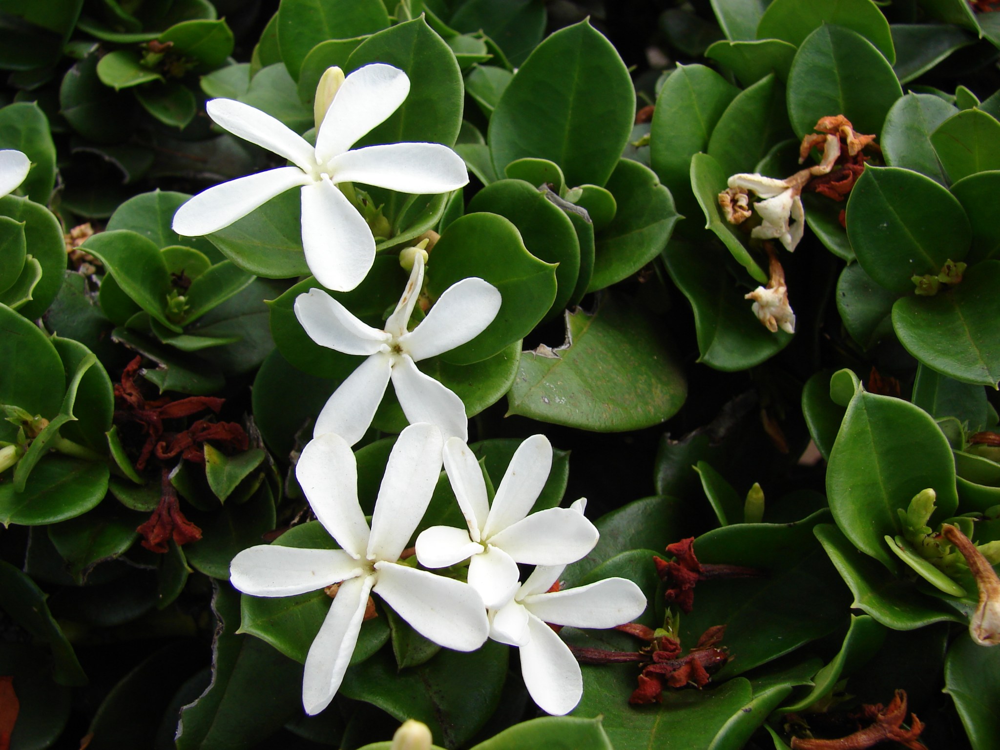 EL MUNDO DE LAS CARISSA – Jardines sin fronteras