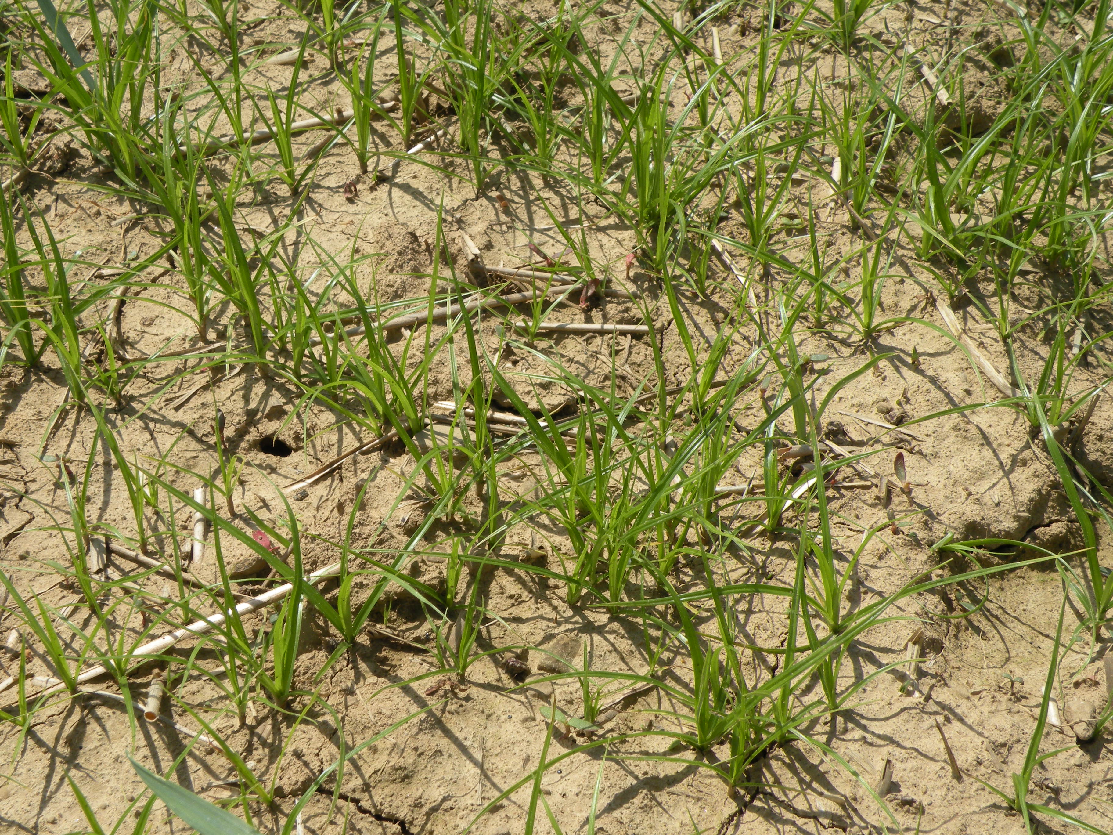 LA PEOR MALEZA DEL MUNDO .-CYPERUS ROTUNDUS – Jardines sin fronteras