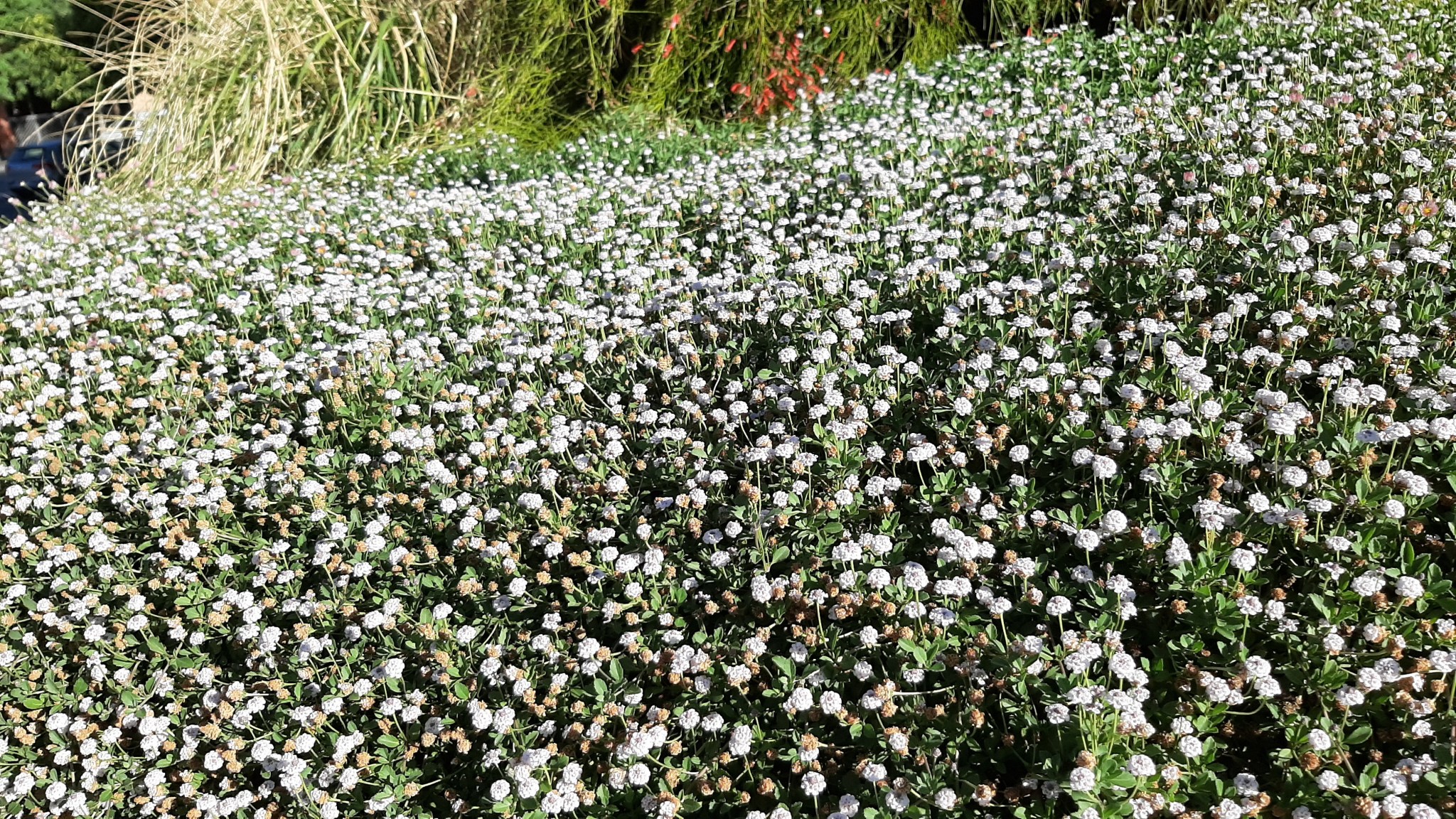 PHYLA NODIFLORA.-LIPPIA REPENS – Jardines sin fronteras