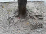 RAICES DE LOS ARBOLES: Hechos y consejos de protección por Valerie A ...