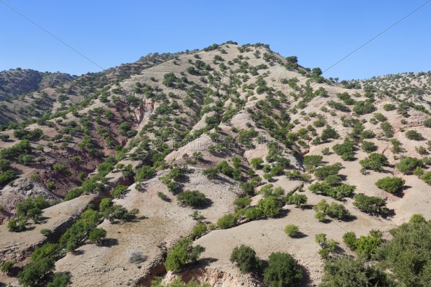 ACEITE DE ARGÁN.-ARGANIA SPINOSA EN MARRUECOS – Jardines sin fronteras