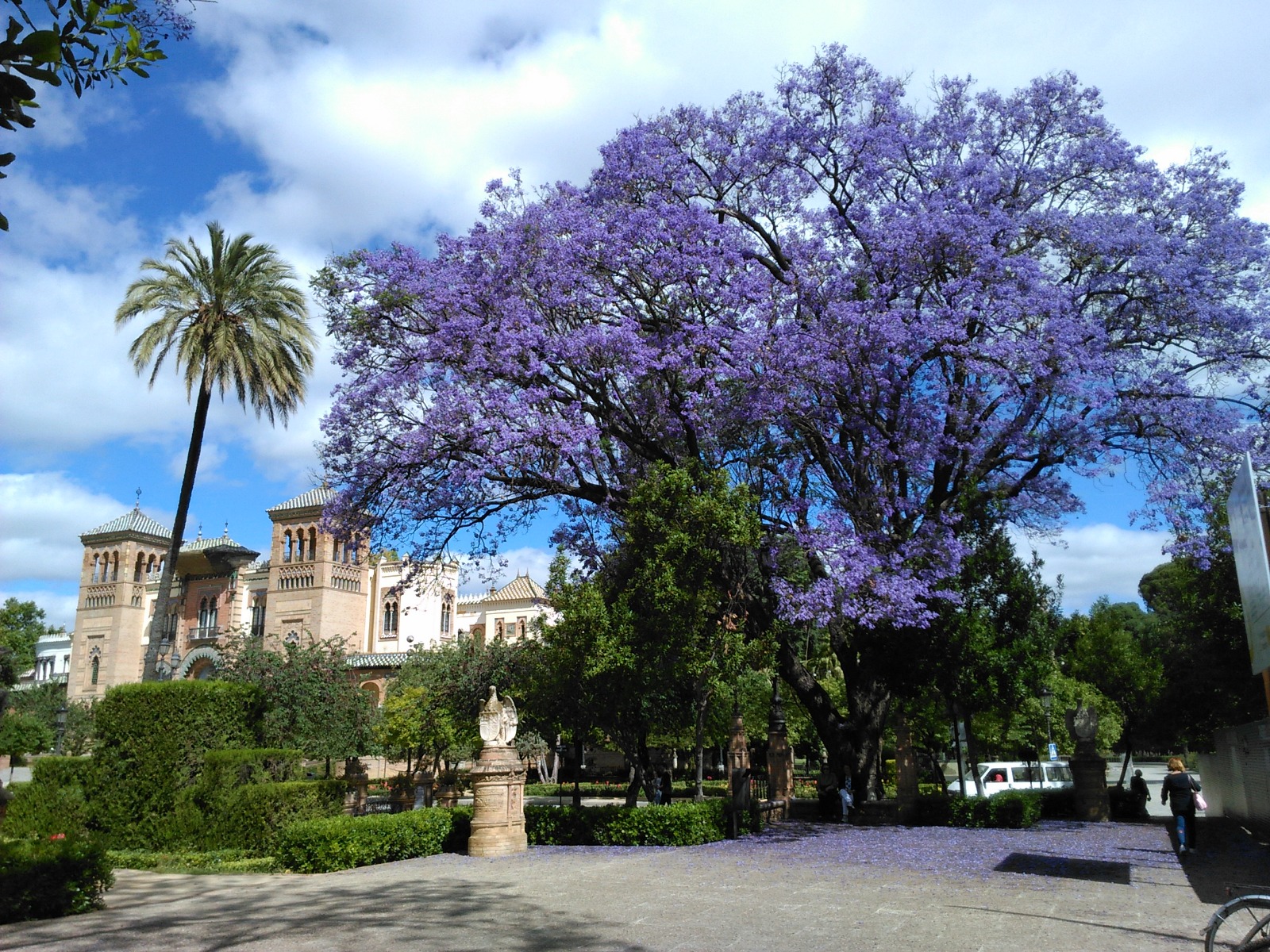 Zona De árboles De Jacaranda