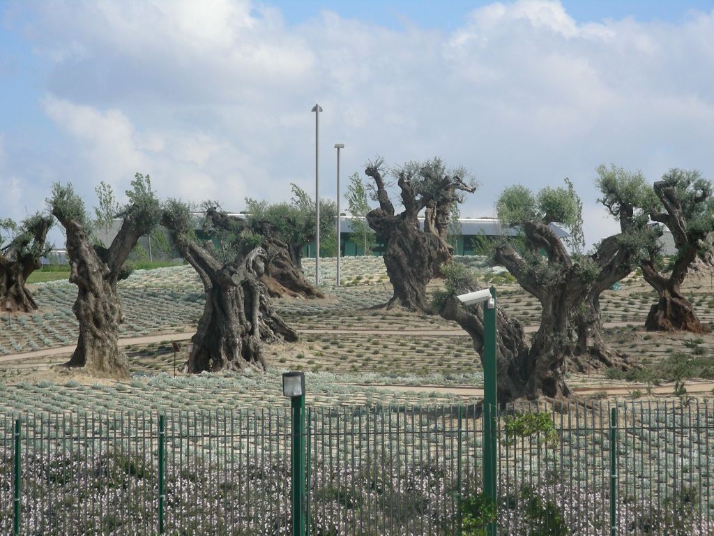 LA COLECCIÓN DE OLIVOS DE LA CIUDAD FINANCIERA DE GRUPO SANTANDER ...