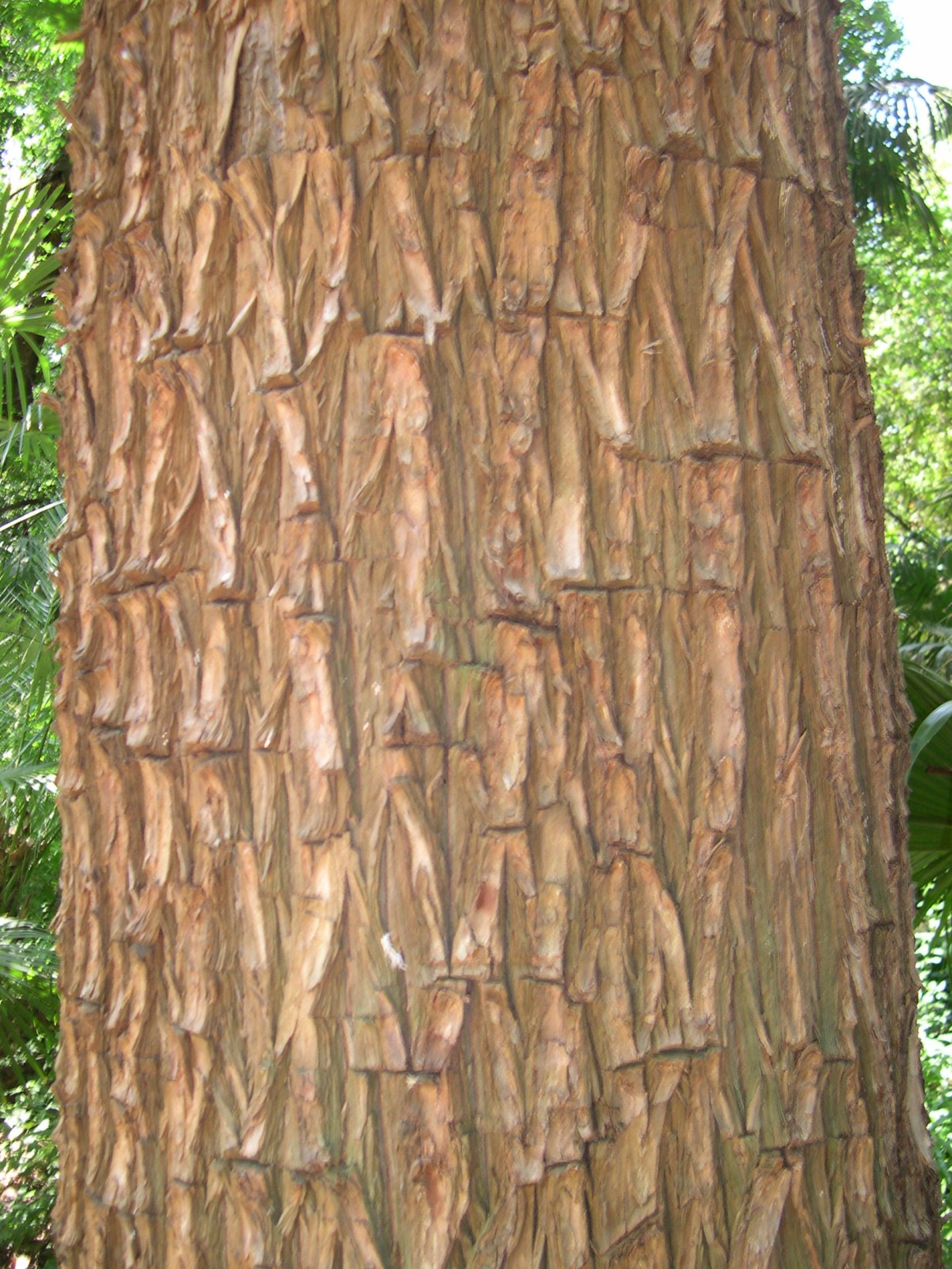 ÁRBOLES.-ANATOMIA DE UN ARBOL. COMO SE DESARROLLA – Jardines sin fronteras