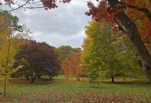 QUÉ ES UN ARBORETO (Arboretum) – Jardines sin fronteras