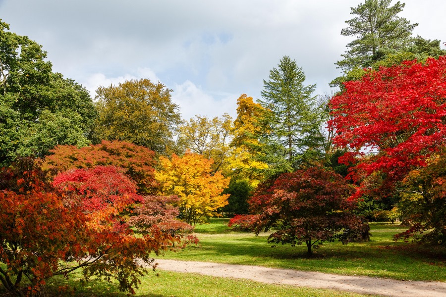QUÉ ES UN ARBORETO (Arboretum) – Jardines sin fronteras