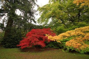 QUÉ ES UN ARBORETO (Arboretum) – Jardines sin fronteras